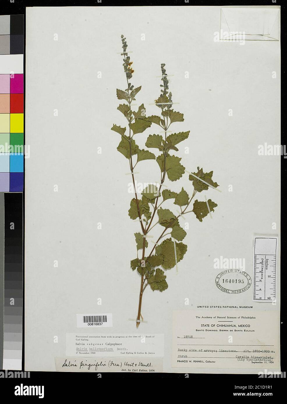 Salvia ballotaeflora Benth Salvia ballotaeflora Benth Stock Photo - Alamy