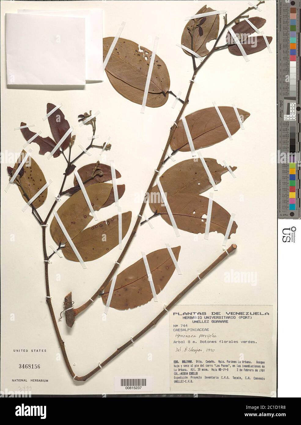 Hymenaea parvifolia Huber Hymenaea parvifolia Huber Stock Photo - Alamy