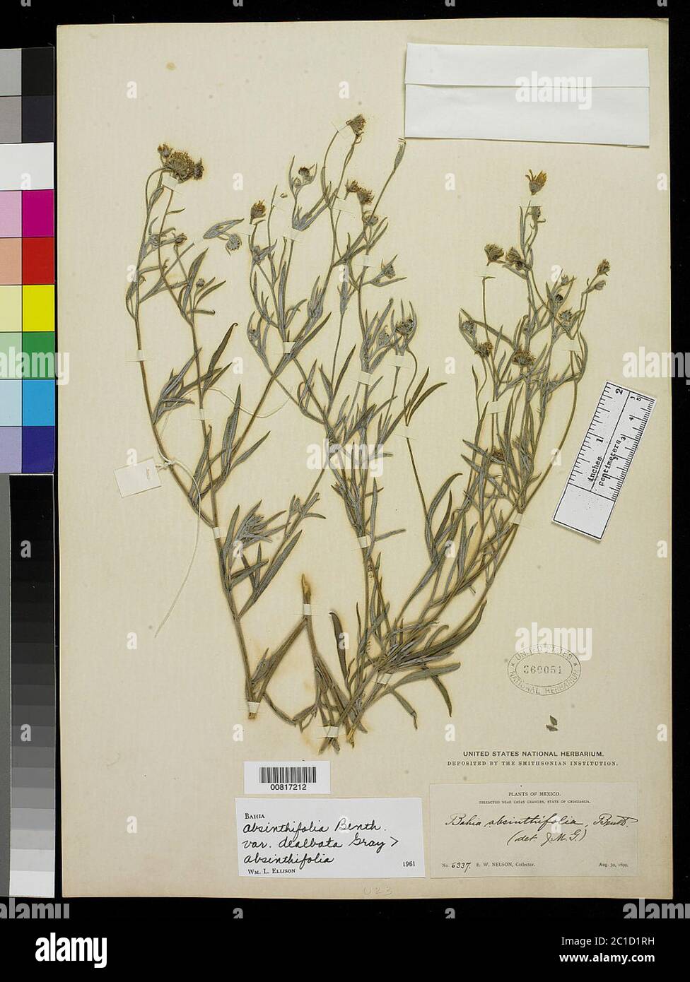 Bahia absinthifolia hi-res stock photography and images - Alamy
