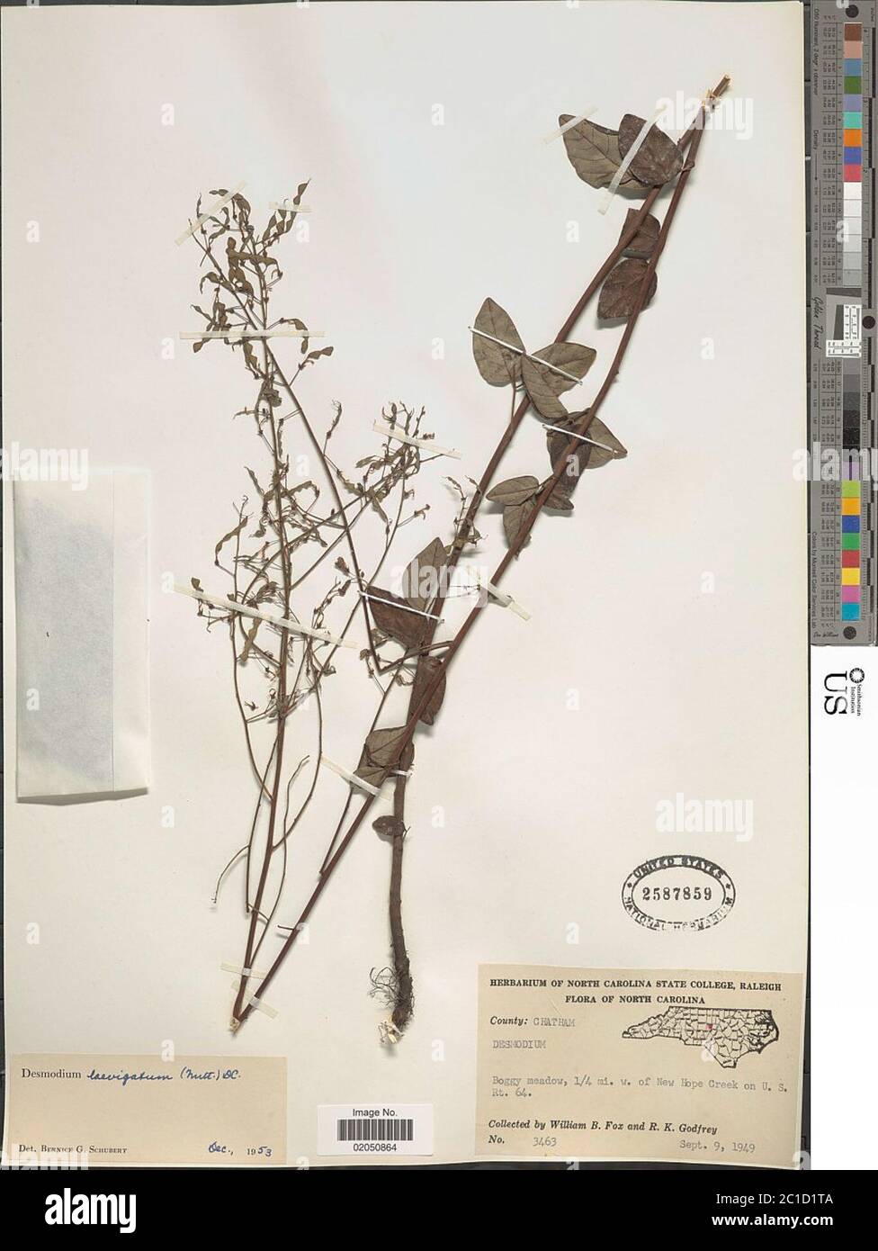 Desmodium laevigatum Nutt DC Desmodium laevigatum Nutt DC Stock Photo ...