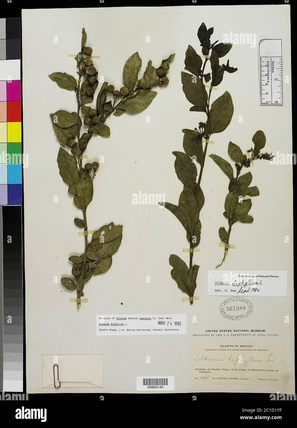 Solanum diphyllum L Solanum diphyllum L Stock Photo - Alamy