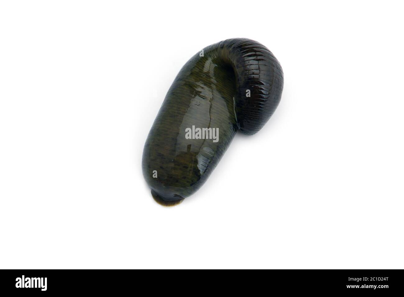 Huge black river leech isolated on white background Stock Photo - Alamy