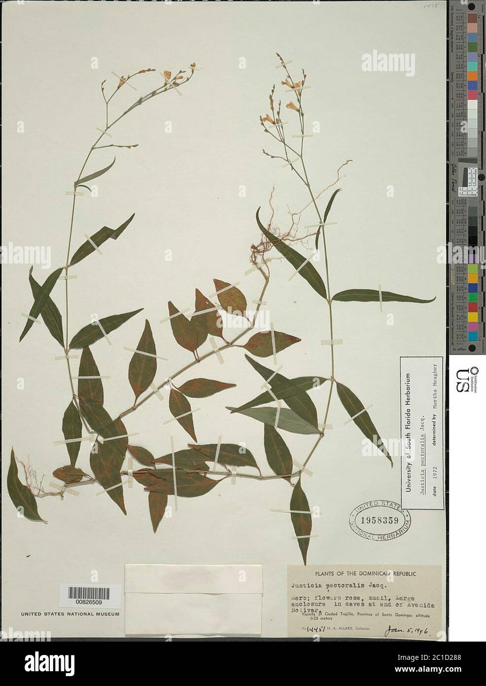 Justicia pectoralis Jacq Justicia pectoralis Jacq Stock Photo - Alamy