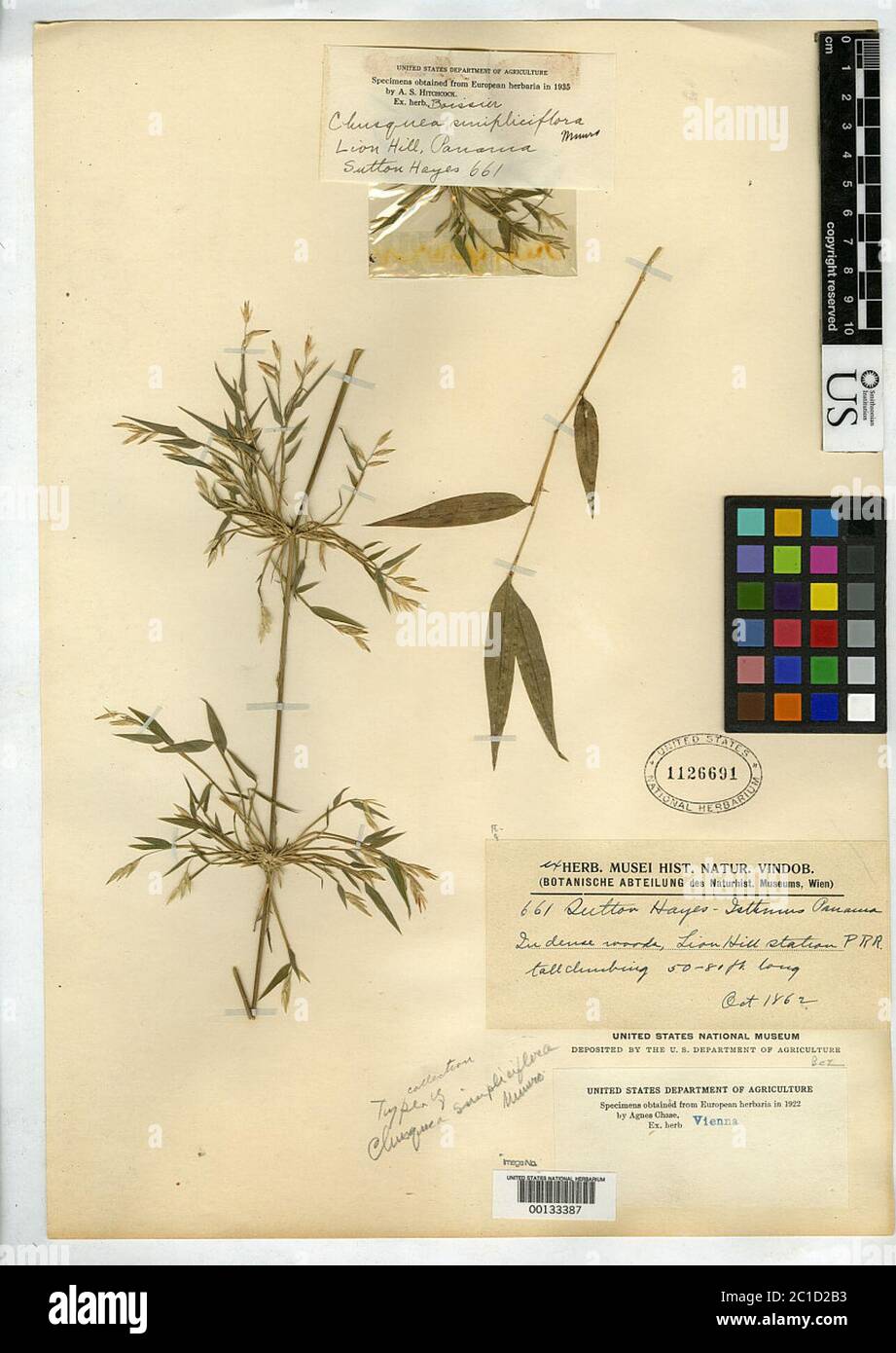 Chusquea hi-res stock photography and images - Alamy