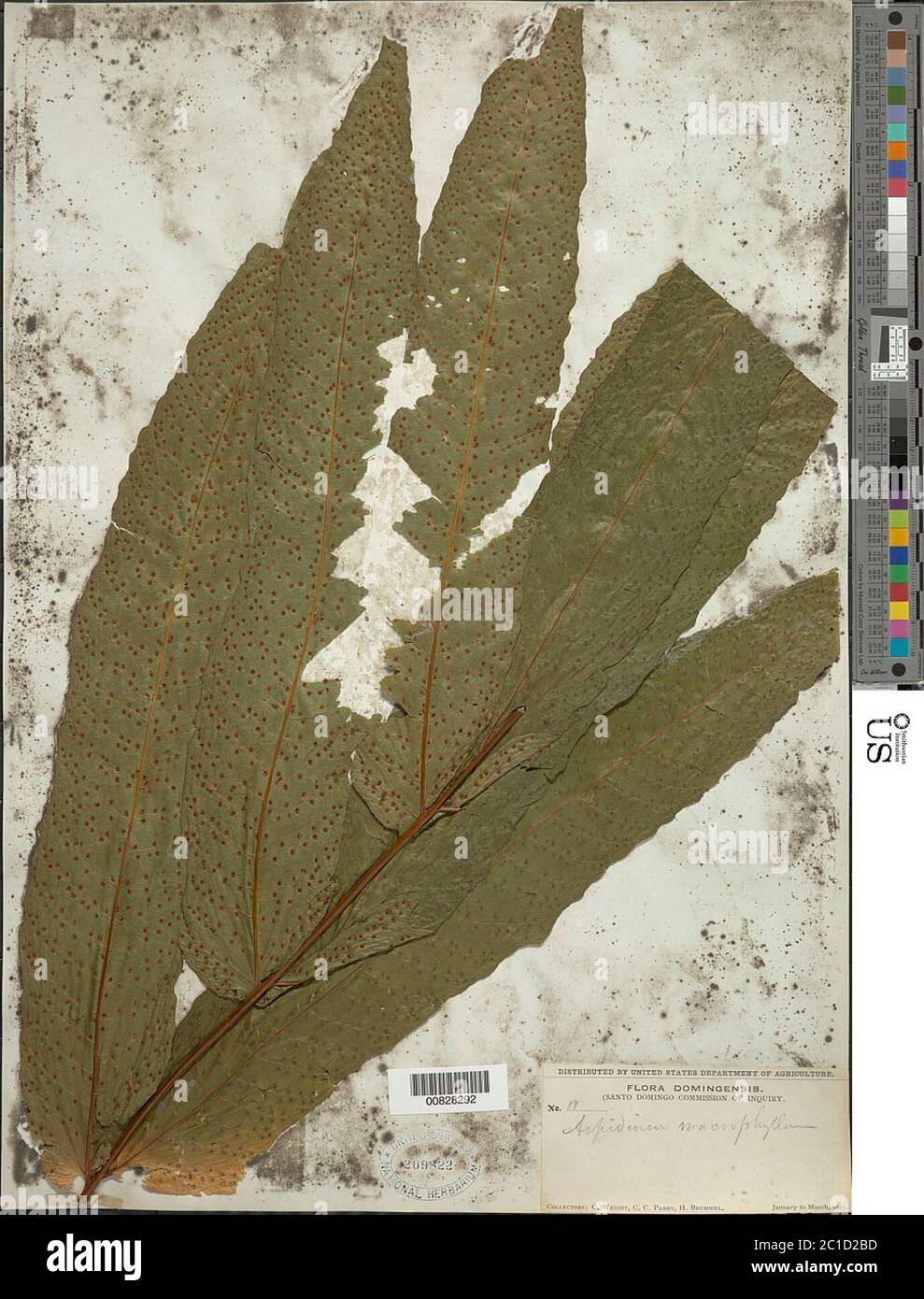 Tectaria incisa Cav Tectaria incisa Cav Stock Photo - Alamy