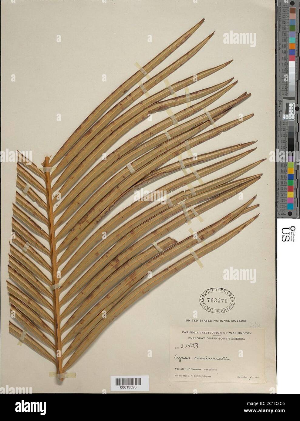 Cycas circinalis L Cycas circinalis L Stock Photo - Alamy