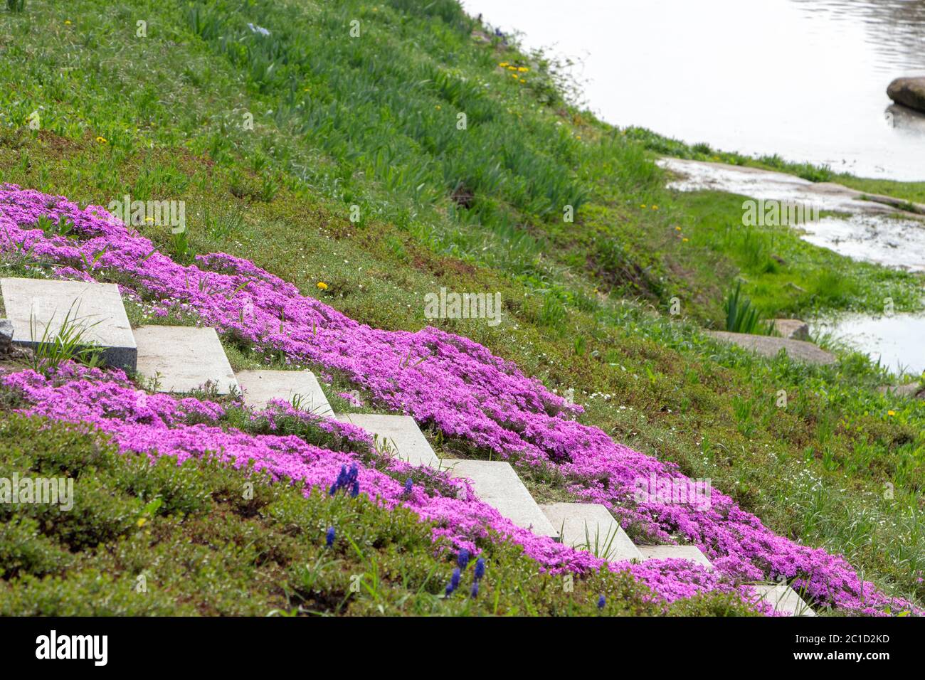 Floral background from the phlox of the subulate Stock Photo - Alamy