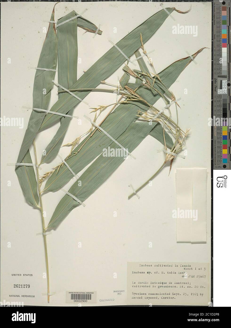 Bambusa tulda hi-res stock photography and images - Alamy