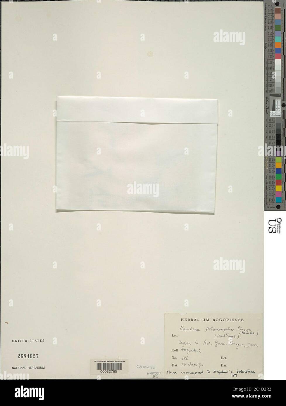 Bambusa polymorpha Munro Bambusa polymorpha Munro Stock Photo - Alamy