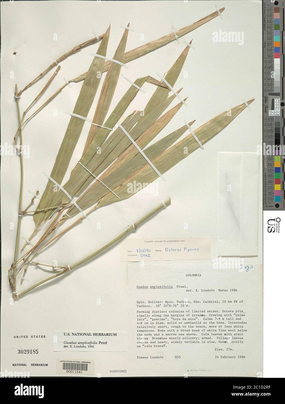 Amplexifolia hi-res stock photography and images - Alamy