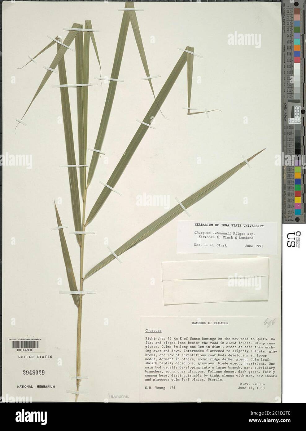 Chusquea lehmannii subsp farinosa LG Clark Londoo Chusquea lehmannii ...