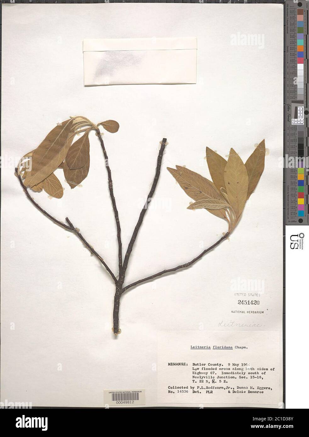 Leitneria floridana hi-res stock photography and images - Alamy