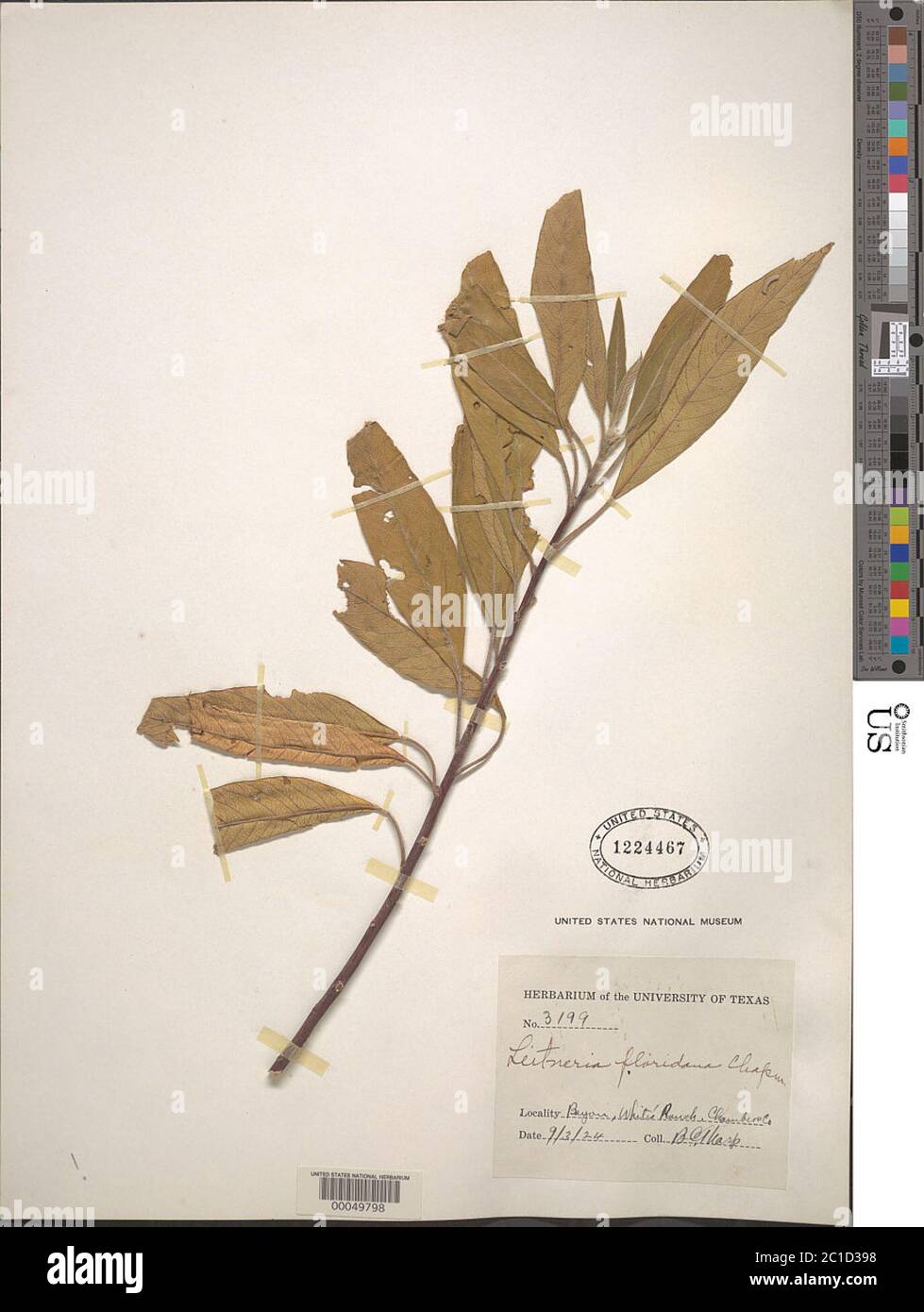 Leitneria floridana hi-res stock photography and images - Alamy