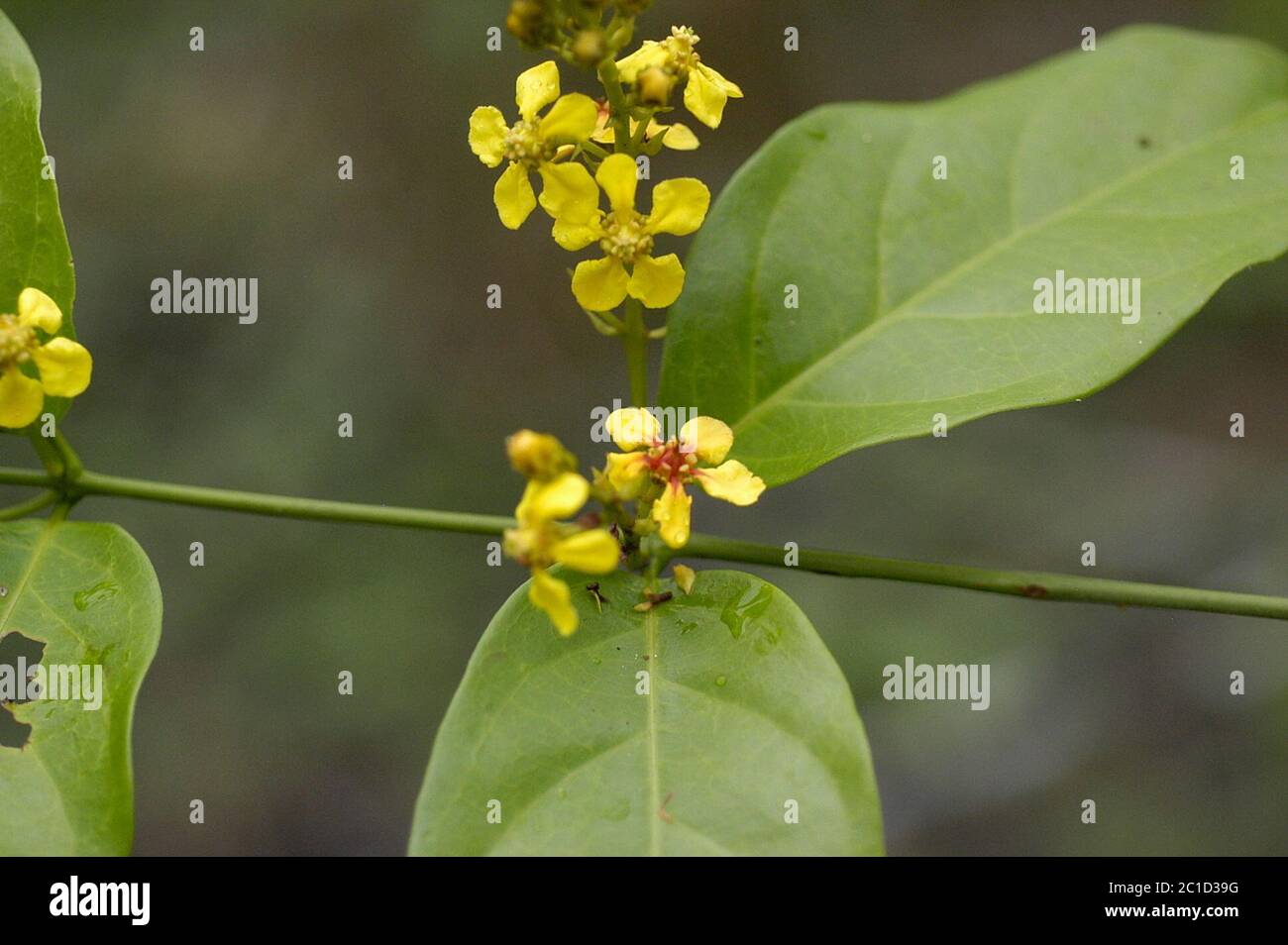 Indet sp Indet sp Stock Photo - Alamy