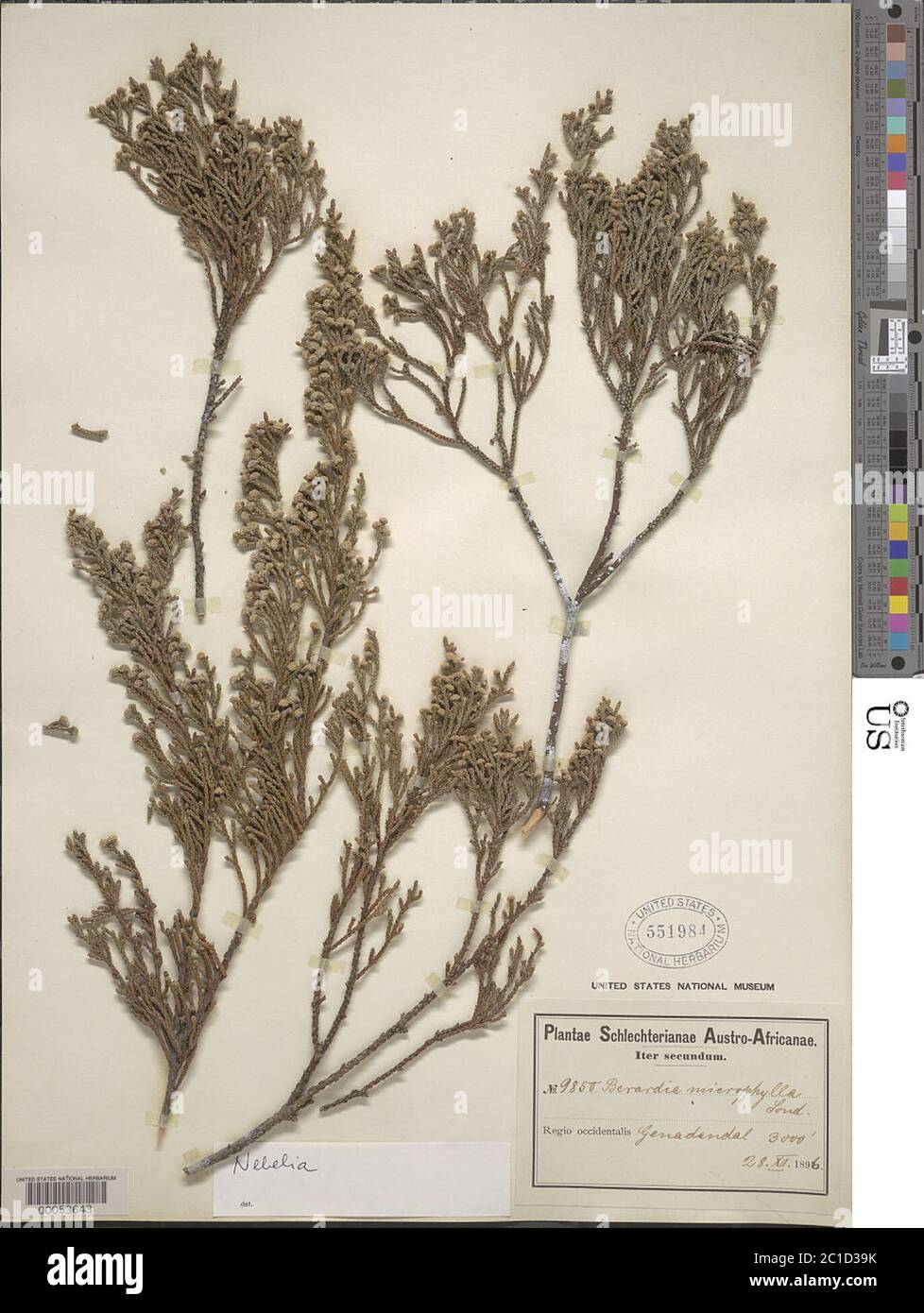 Raspalia microphylla Raspalia microphylla Stock Photo - Alamy