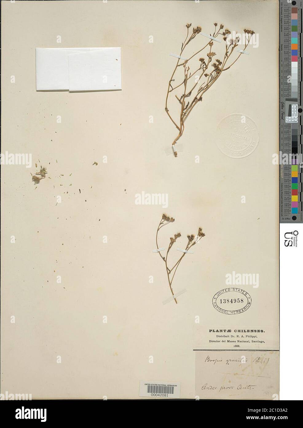 Boopis gracilis Boopis gracilis Stock Photo - Alamy