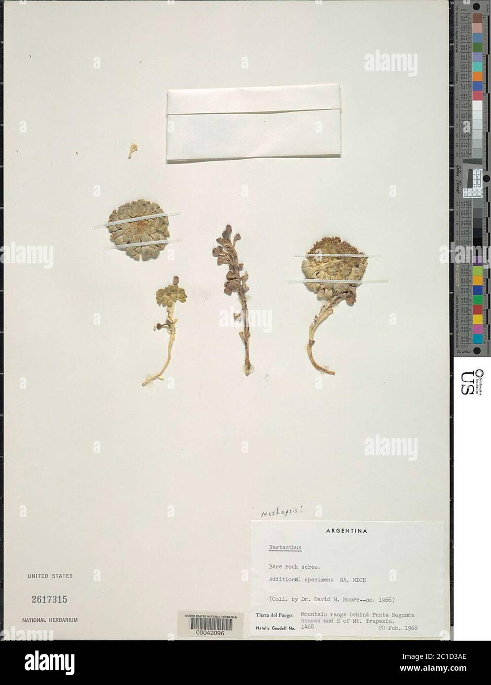 Boopis hi-res stock photography and images - Alamy