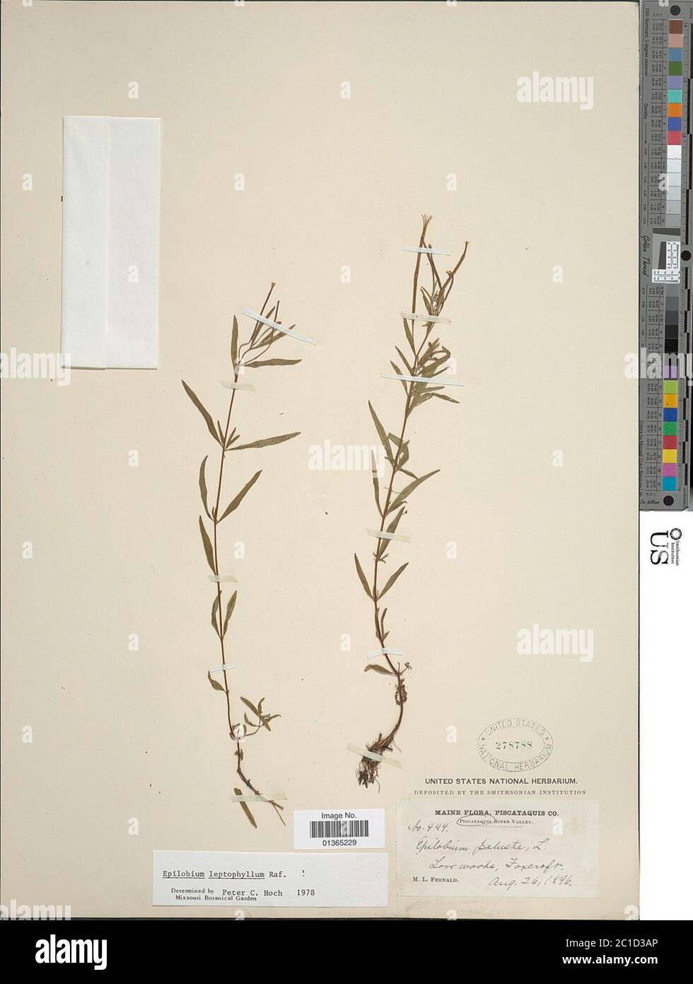 Epilobium specimens epilobium specimens hi-res stock photography and ...