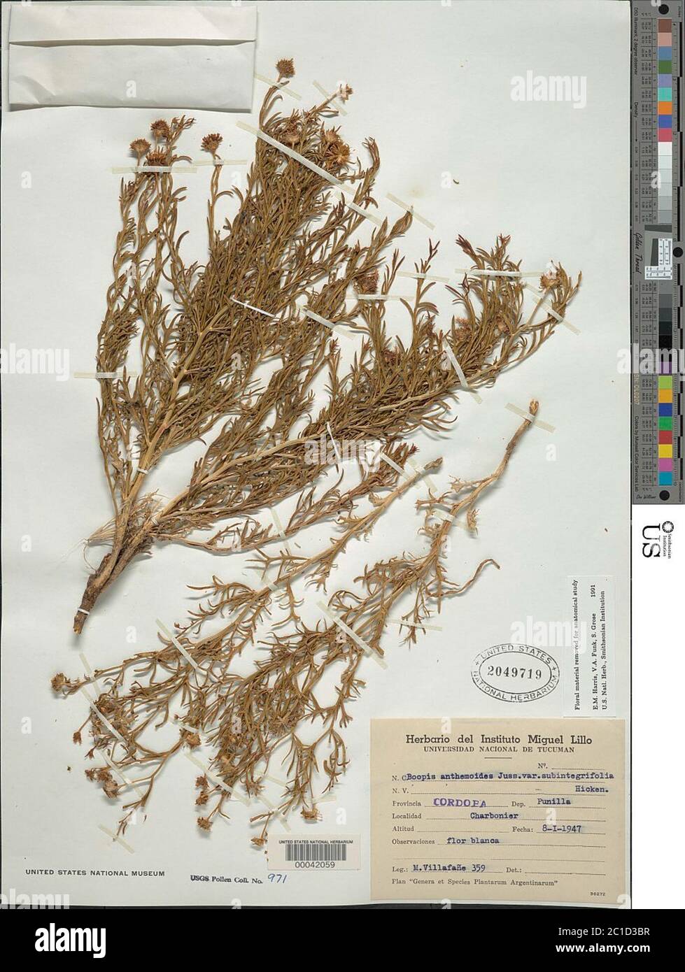 Boopis hi-res stock photography and images - Alamy