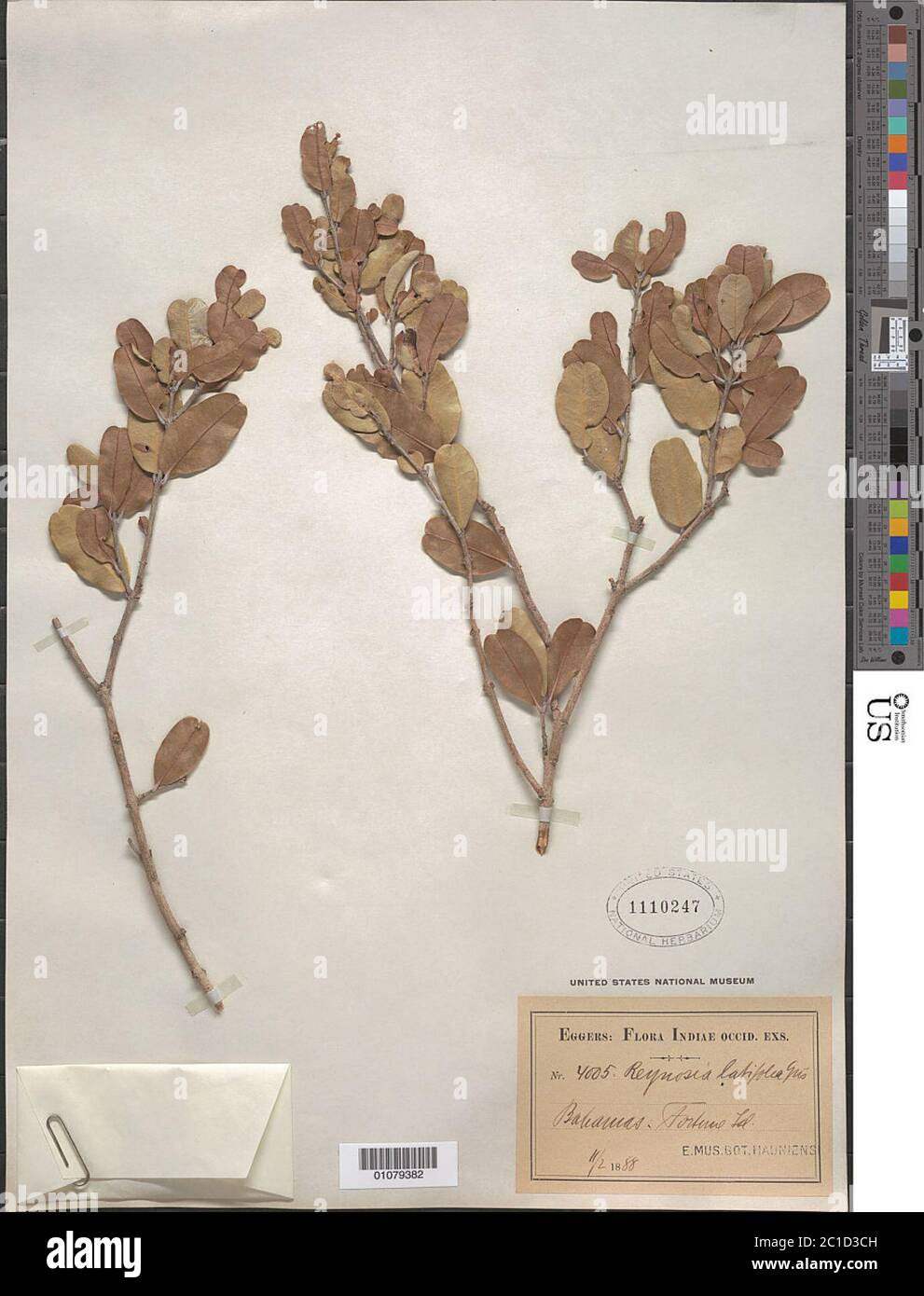 Latifolia taxonomy hi-res stock photography and images - Alamy