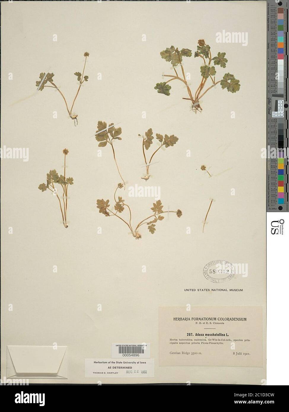 Adoxa moschatellina L Adoxa moschatellina L Stock Photo - Alamy