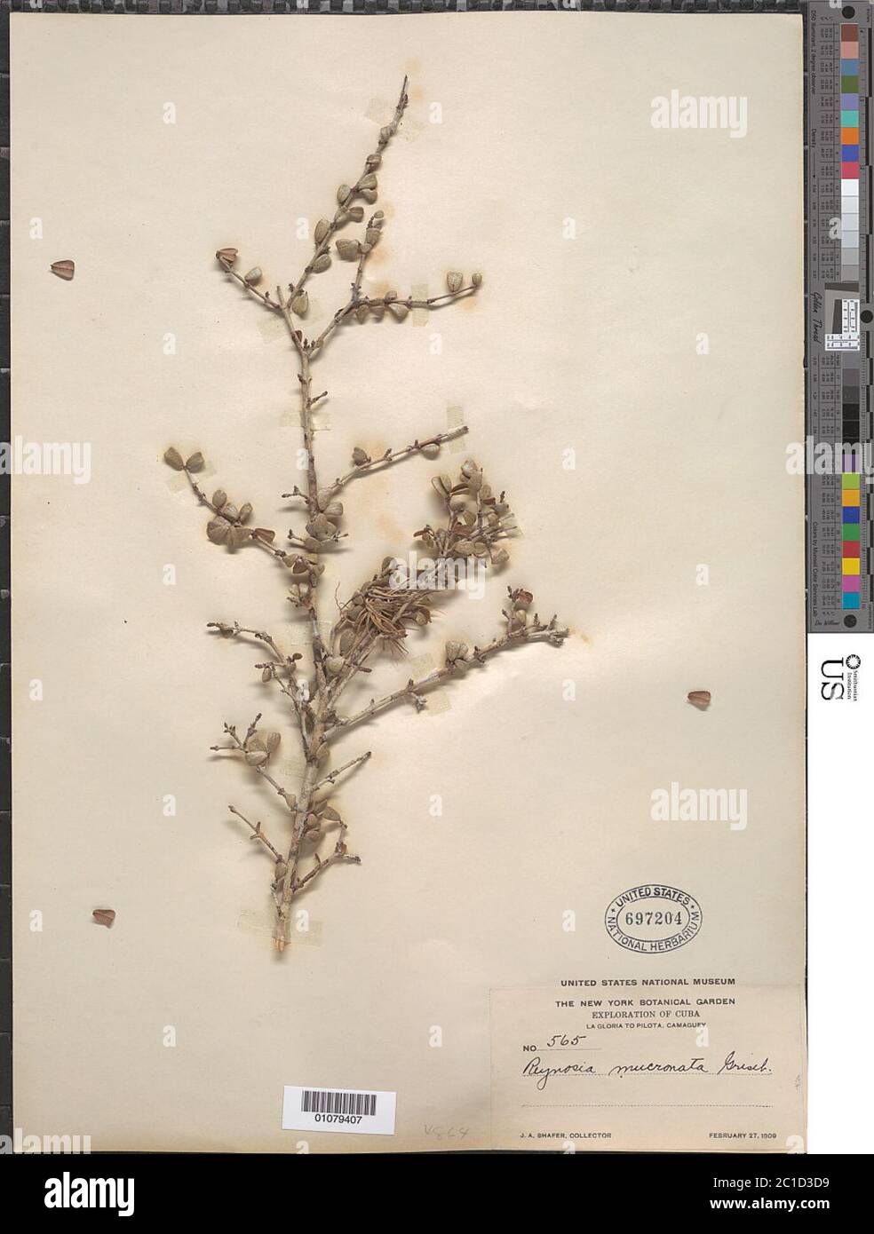 Reynosia mucronata Griseb Reynosia mucronata Griseb Stock Photo - Alamy