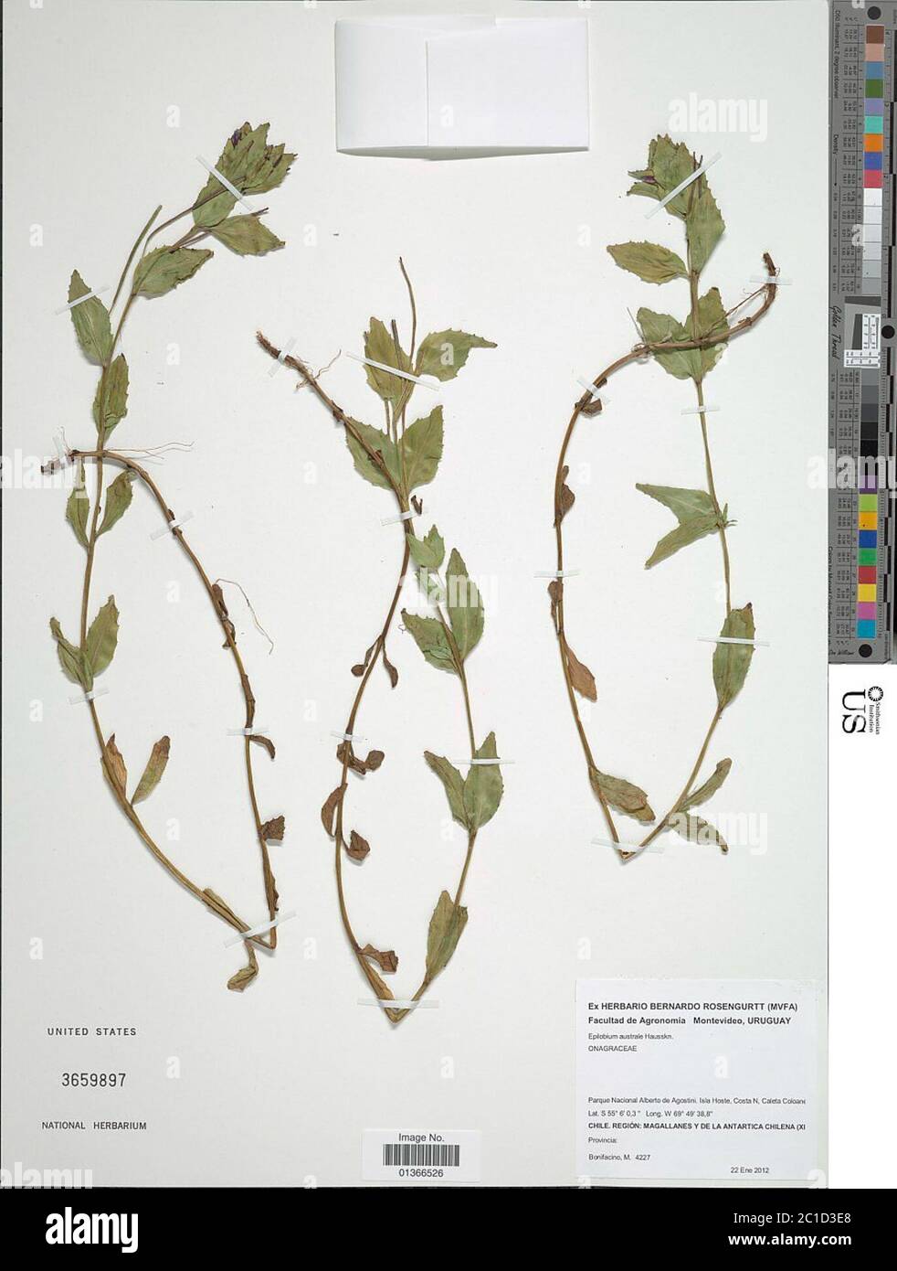 Epilobium australe Poepp Hausskn Epilobium australe Poepp Hausskn Stock ...