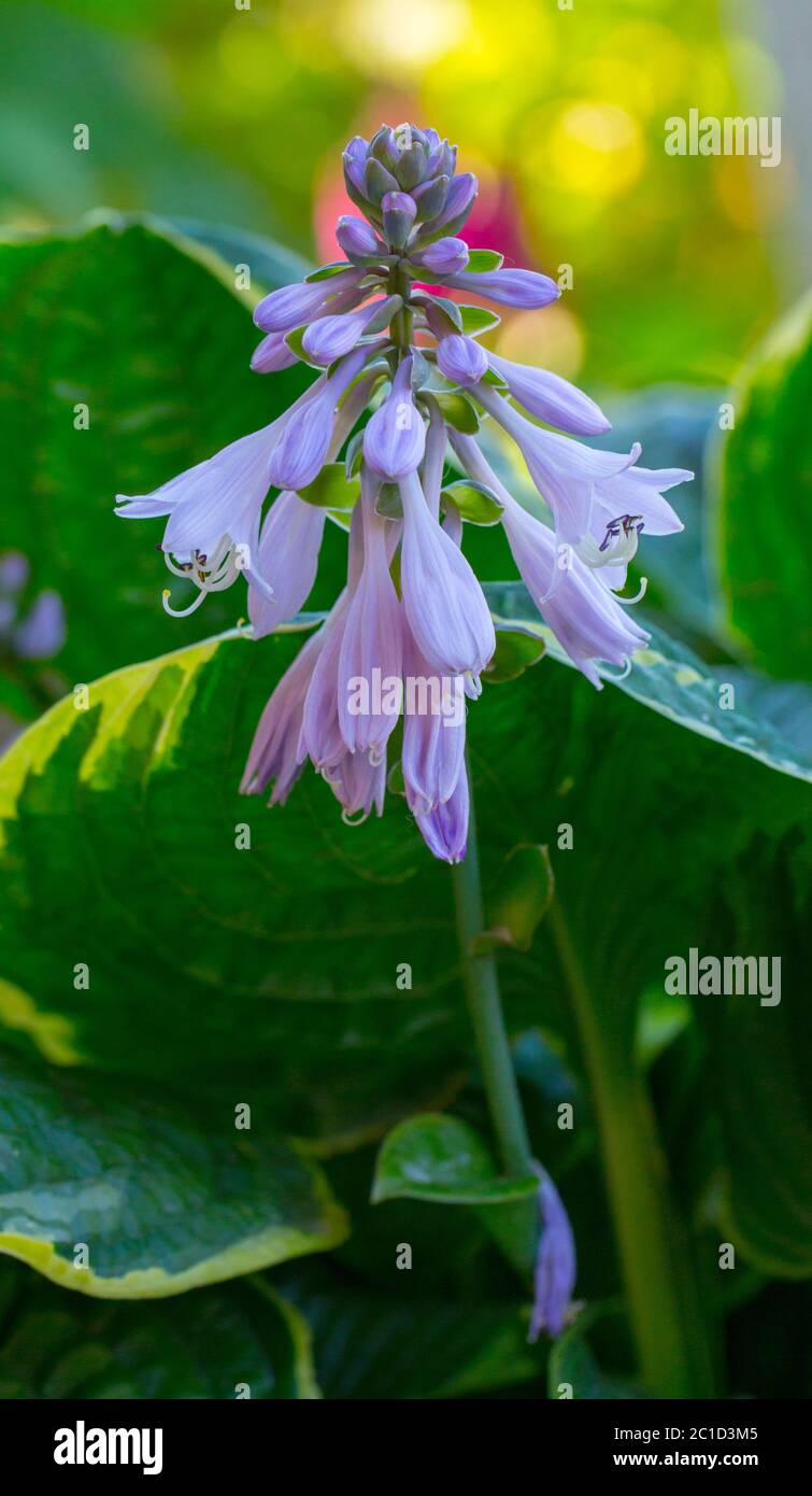 Violet flowers of blooming hosta Hosta undulata close up Stock Photo ...