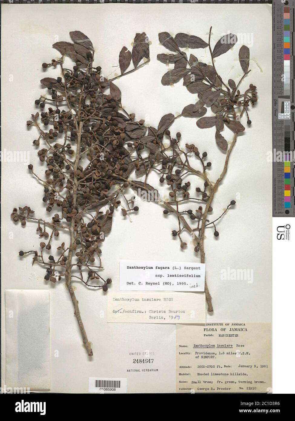 Zanthoxylum fagara L Sarg Zanthoxylum fagara L Sarg Stock Photo - Alamy