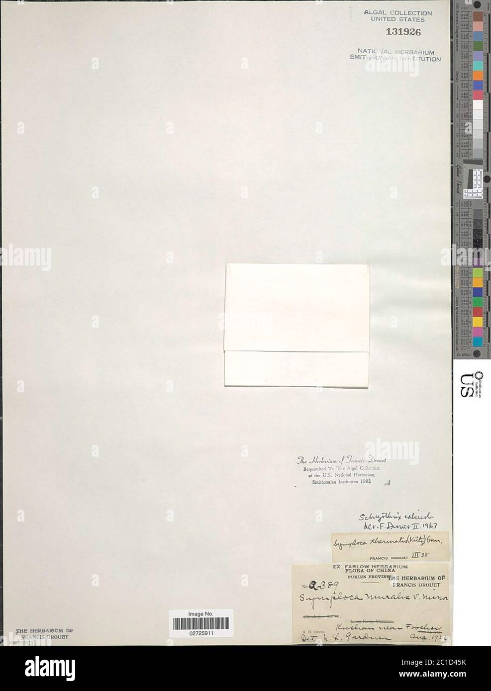 Schizothrix calcicola Gomont Schizothrix calcicola Gomont Stock Photo ...