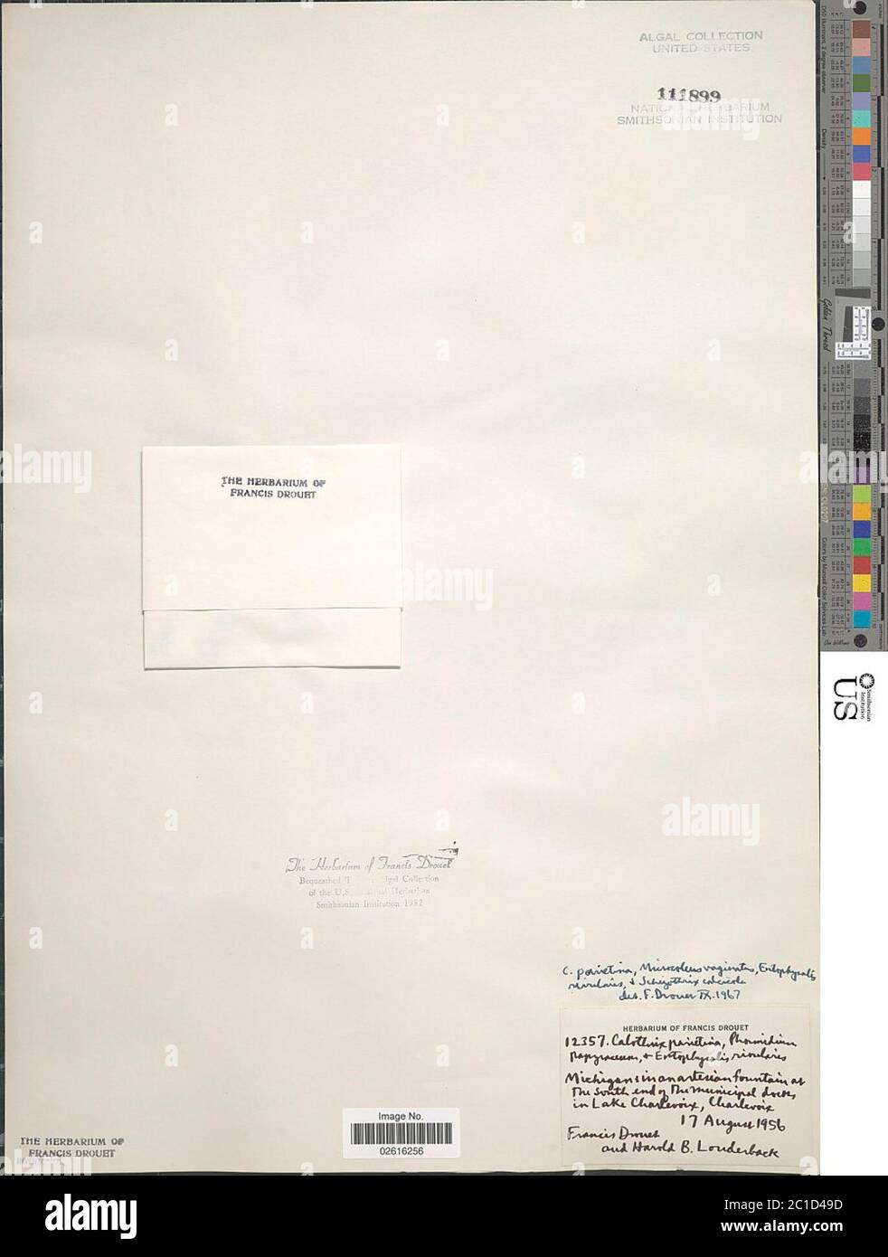 Calothrix parietina Calothrix parietina Stock Photo - Alamy