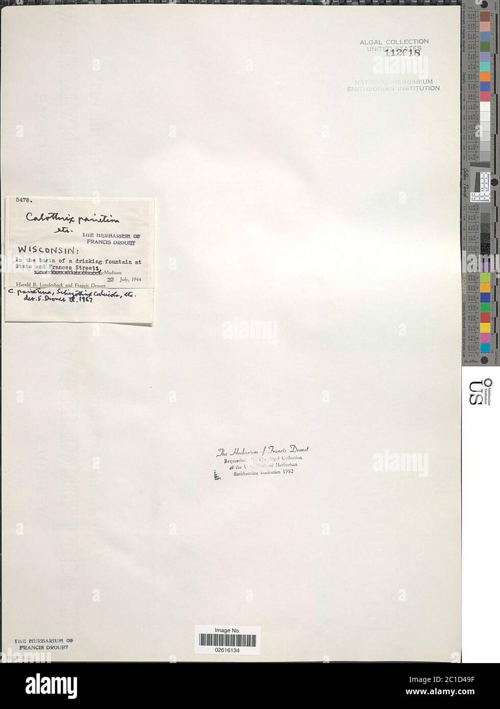 Calothrix parietina Calothrix parietina Stock Photo - Alamy