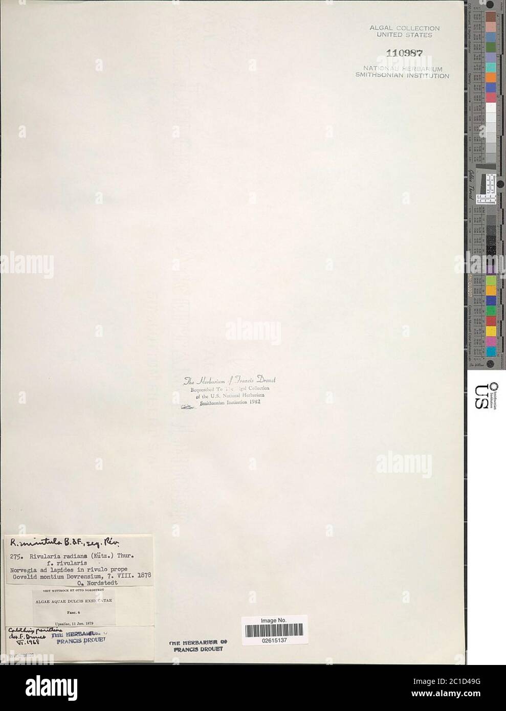 Calothrix parietina Calothrix parietina Stock Photo - Alamy