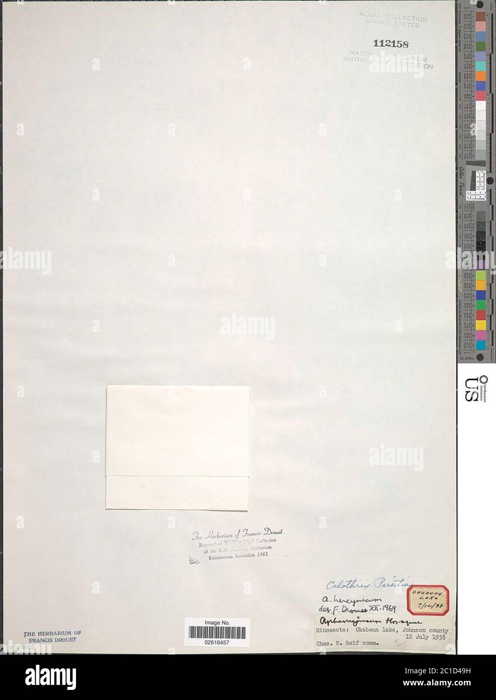 Calothrix parietina Calothrix parietina Stock Photo - Alamy