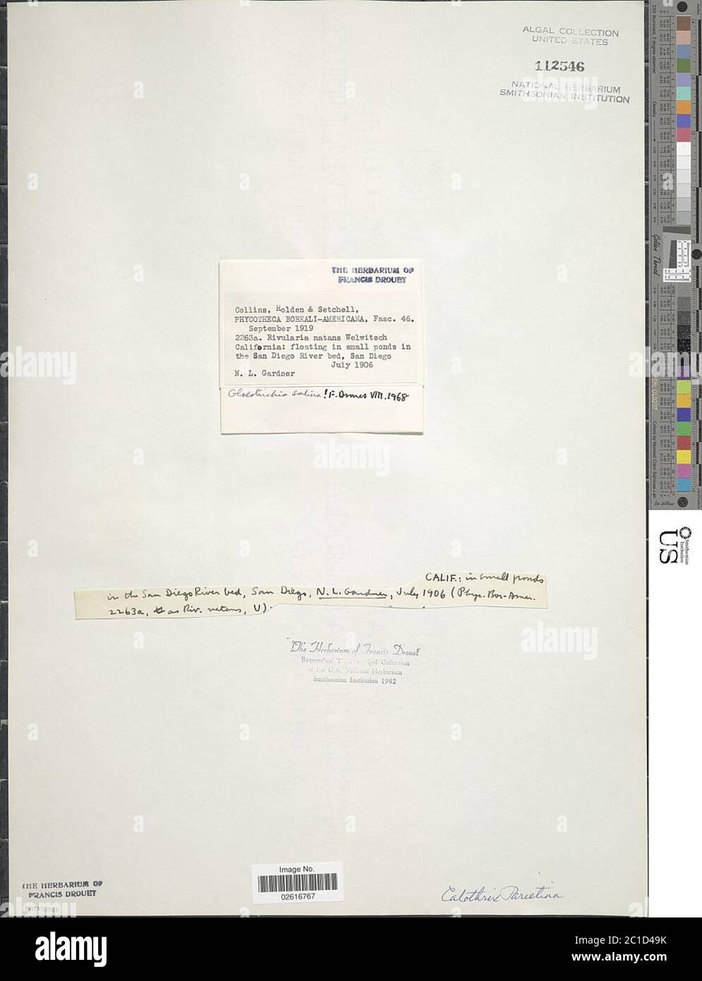 Calothrix parietina Calothrix parietina Stock Photo - Alamy