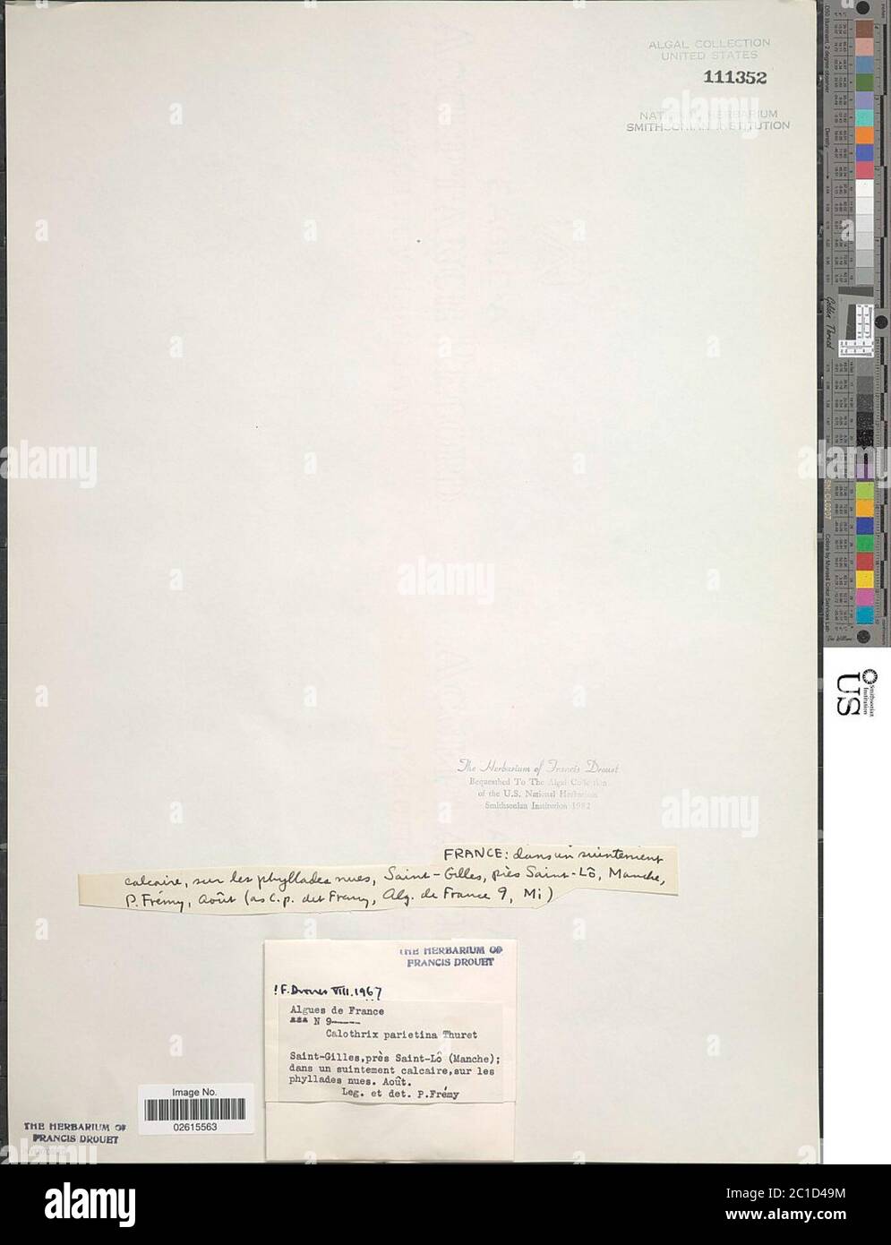 Calothrix parietina Calothrix parietina Stock Photo - Alamy