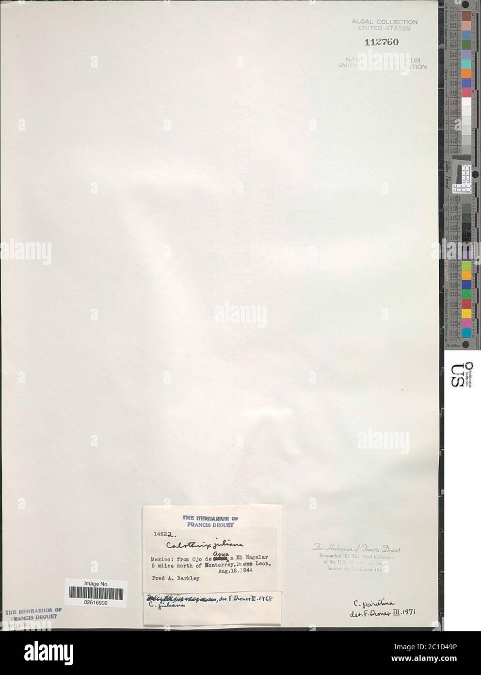 Calothrix parietina Calothrix parietina Stock Photo - Alamy