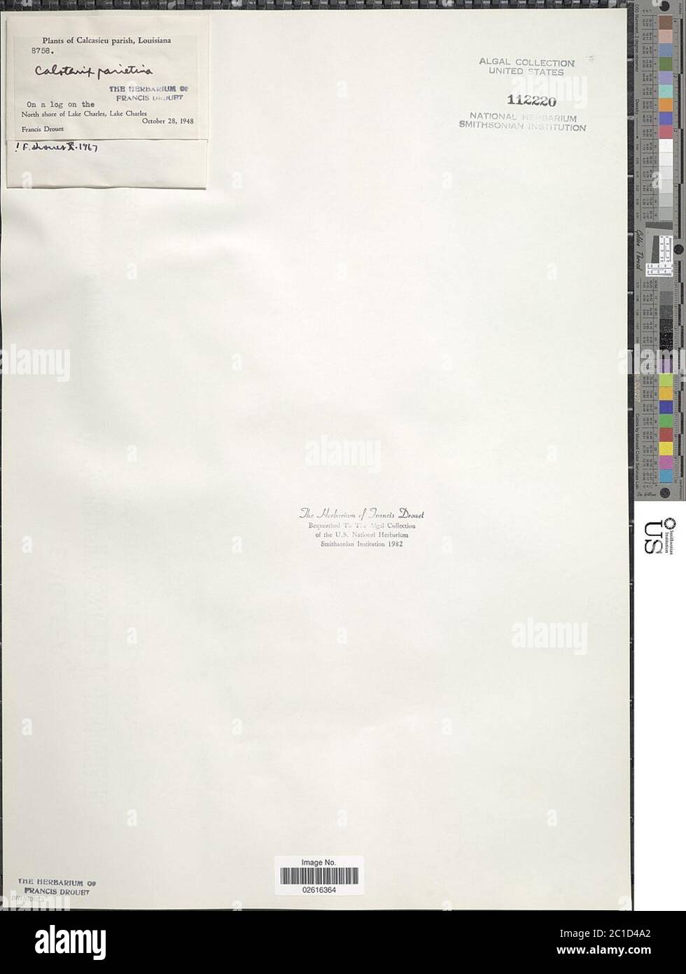 Calothrix parietina Calothrix parietina Stock Photo - Alamy