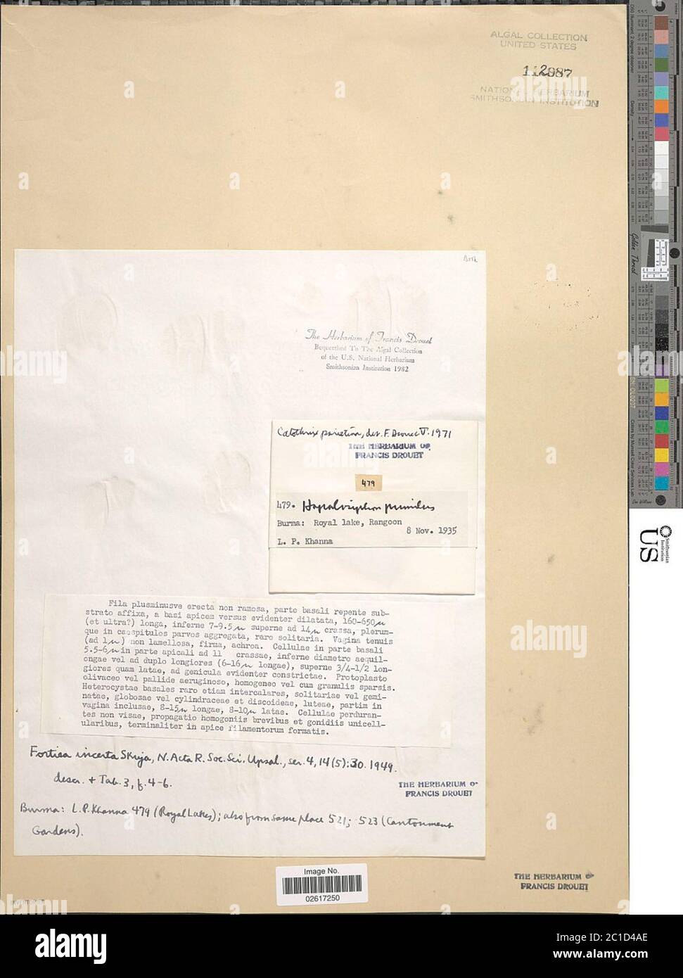 Calothrix parietina Calothrix parietina Stock Photo - Alamy