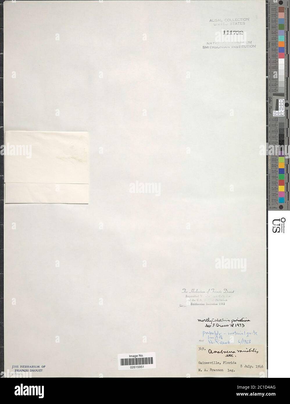 Calothrix parietina Calothrix parietina Stock Photo - Alamy