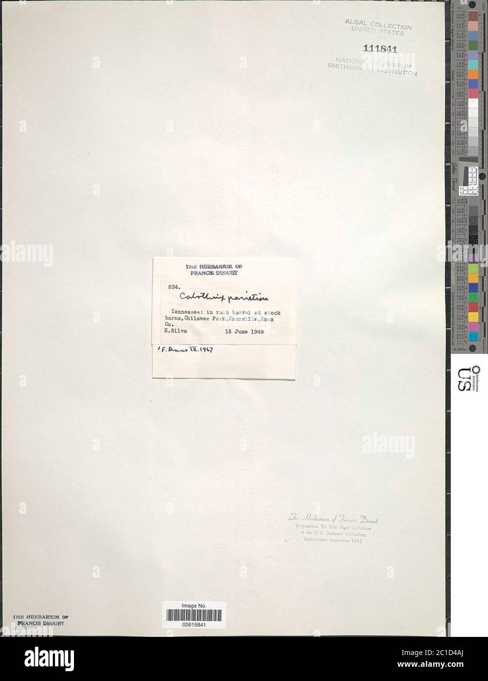 Calothrix parietina Calothrix parietina Stock Photo - Alamy