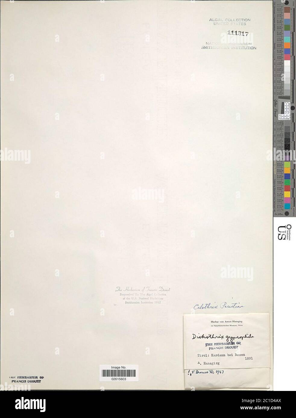 Calothrix parietina Calothrix parietina Stock Photo - Alamy