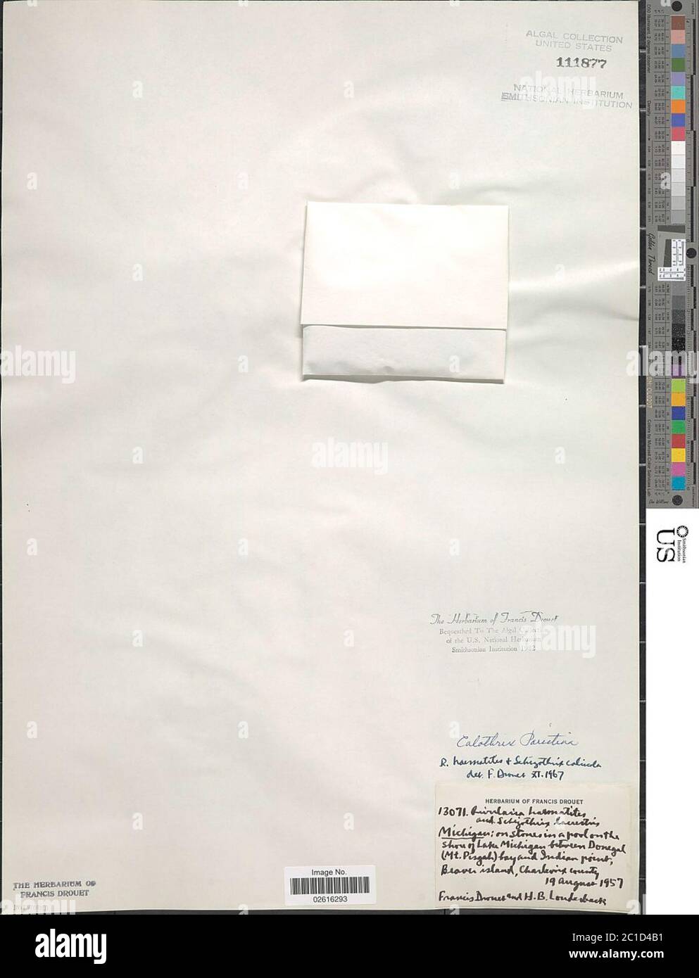 Calothrix parietina Calothrix parietina Stock Photo - Alamy