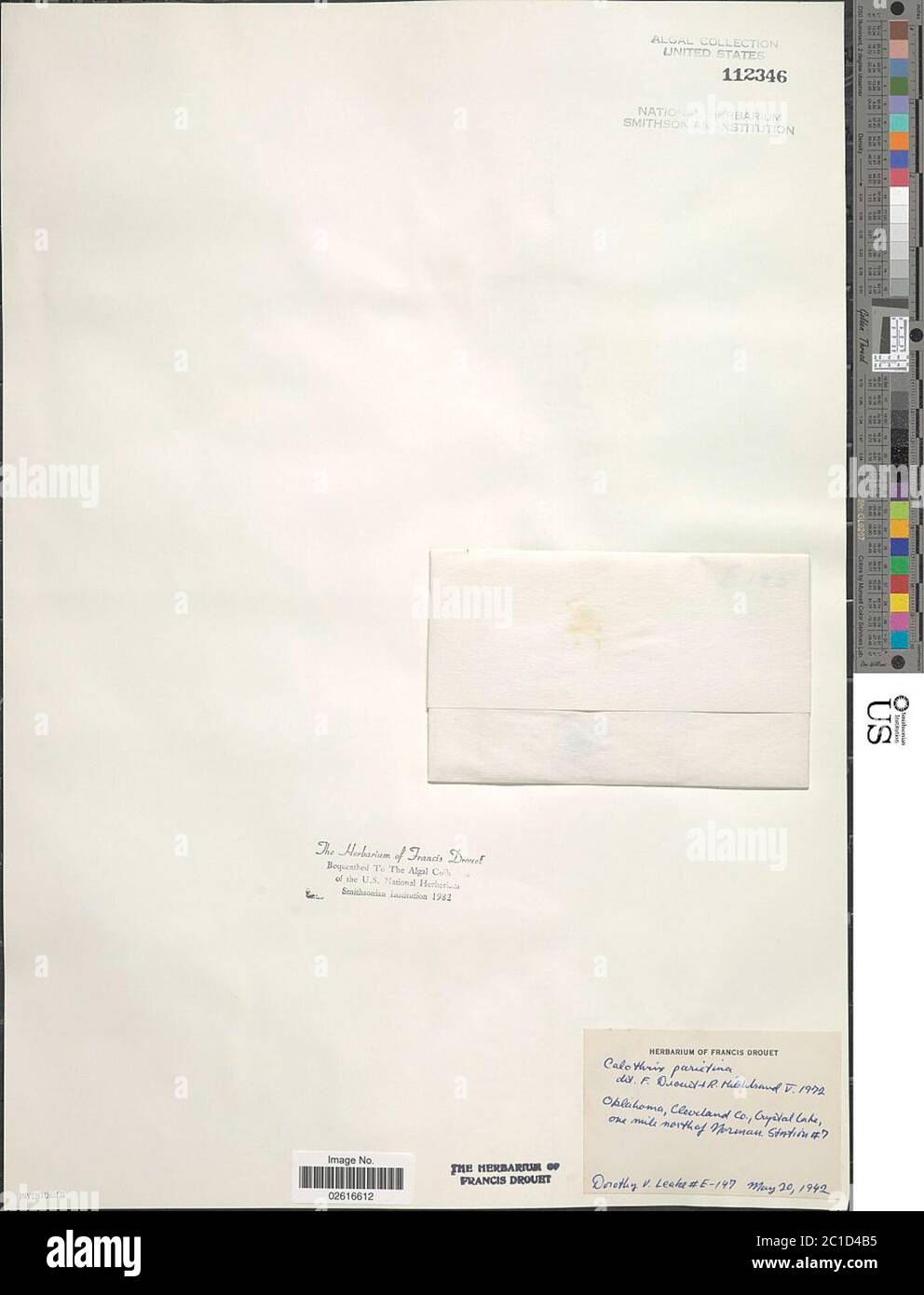 Calothrix parietina Calothrix parietina Stock Photo - Alamy