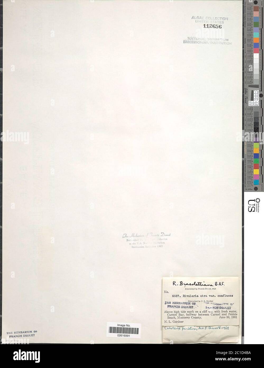 Calothrix parietina Calothrix parietina Stock Photo - Alamy