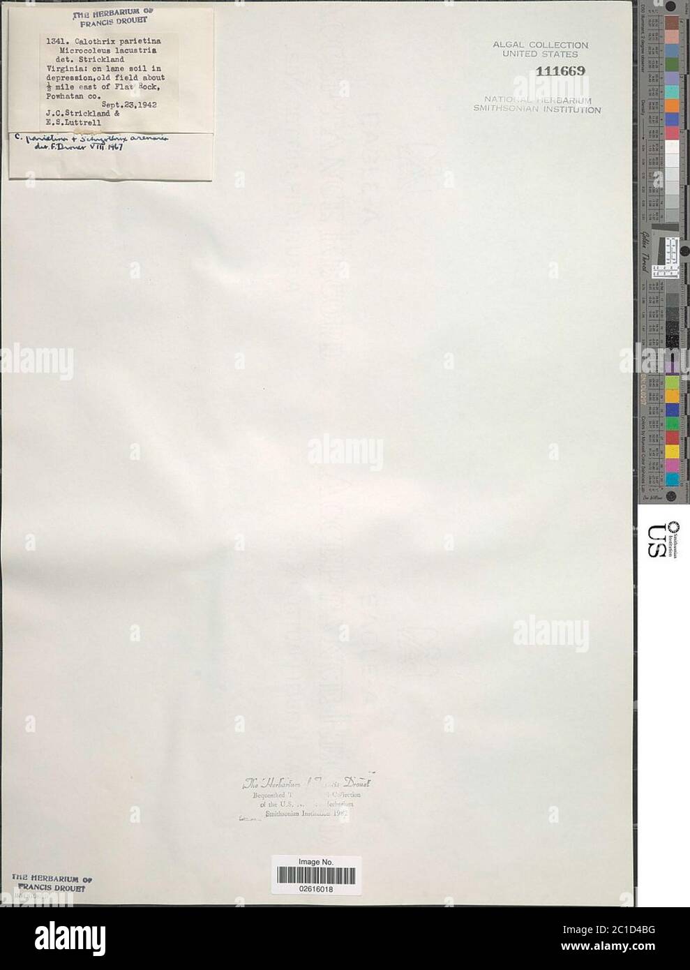 Calothrix parietina Calothrix parietina Stock Photo - Alamy