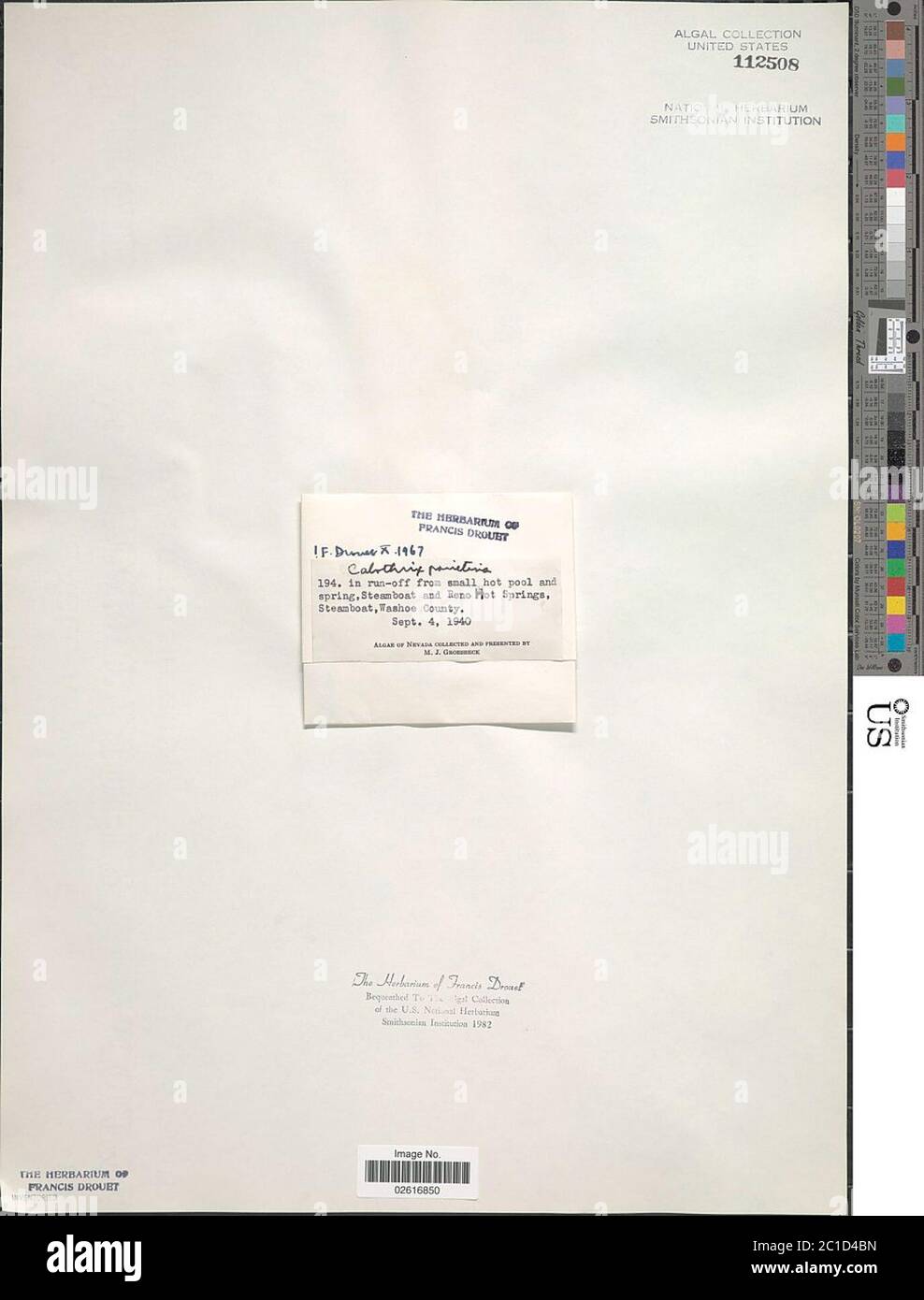 Calothrix parietina Calothrix parietina Stock Photo - Alamy