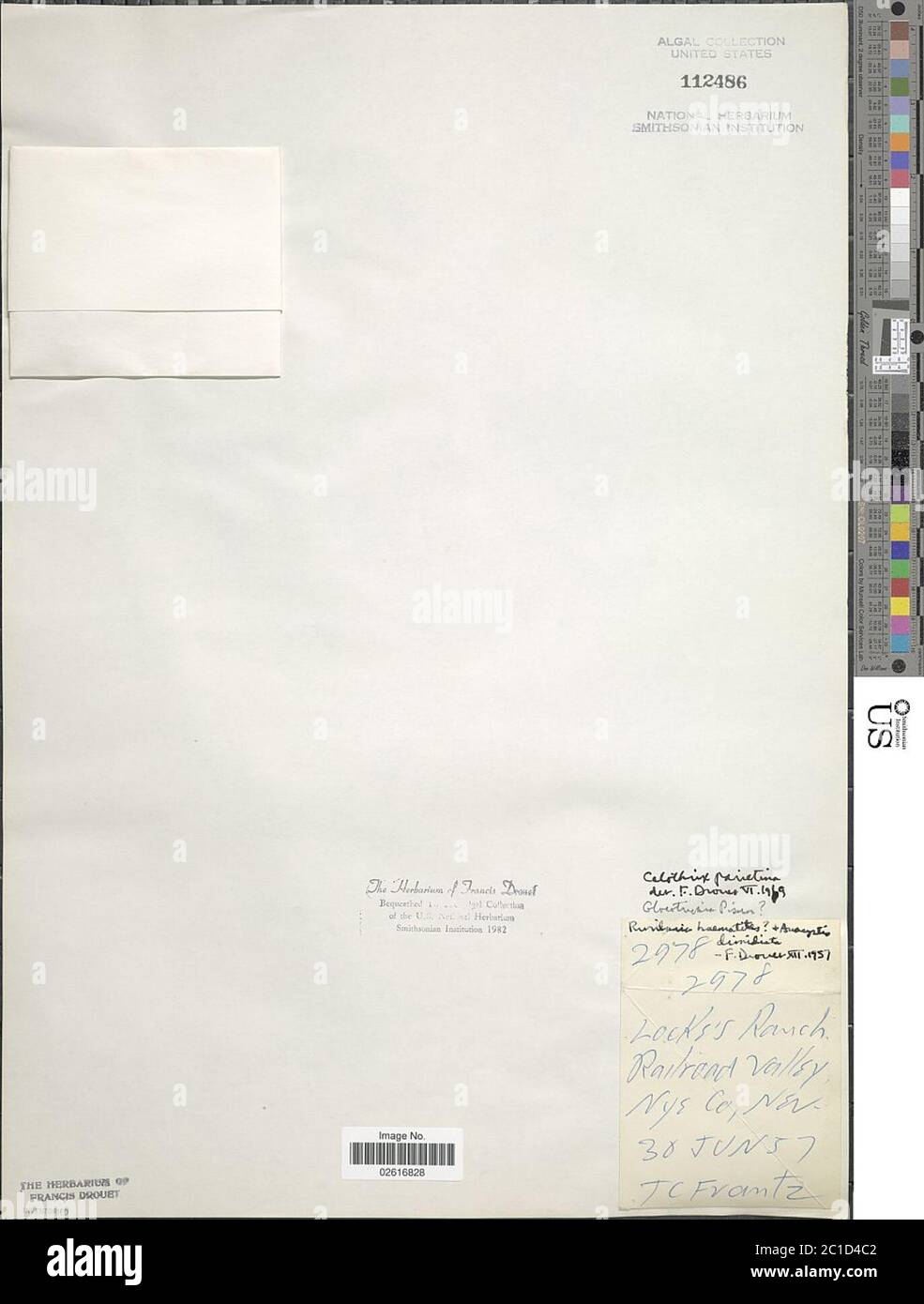 Calothrix parietina Calothrix parietina Stock Photo - Alamy