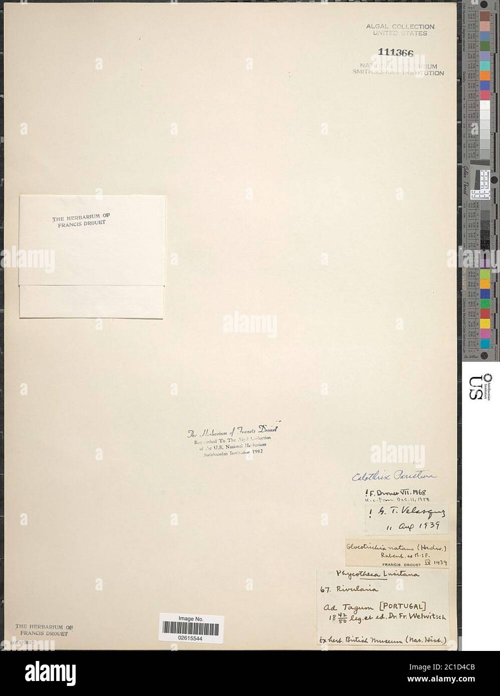 Calothrix parietina Calothrix parietina Stock Photo - Alamy