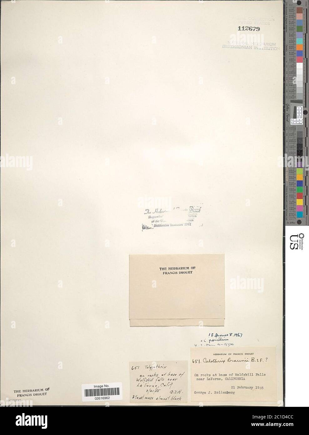 Calothrix parietina Calothrix parietina Stock Photo - Alamy